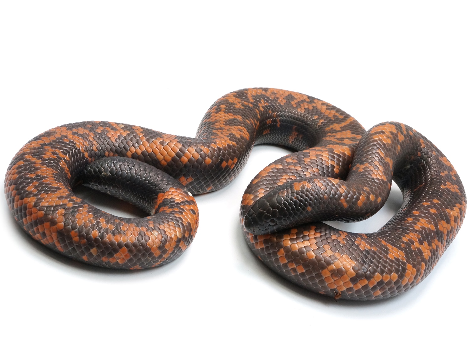 Calabar Burrowing Python Ground Boa by New England Reptile Distributors ...