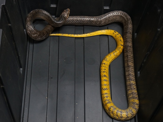 Well Established Yellow Tail Cribo Cribo & Indigo Snakes by NERD