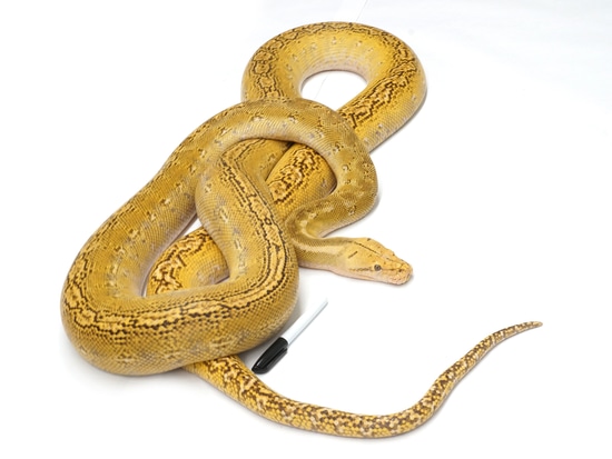 Platinum Phantom Marble Reticulated Python by NERD