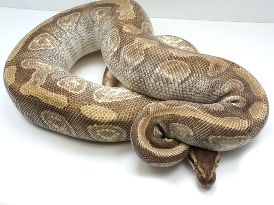 Mojave Enchi From Odium Ball Python by NERD