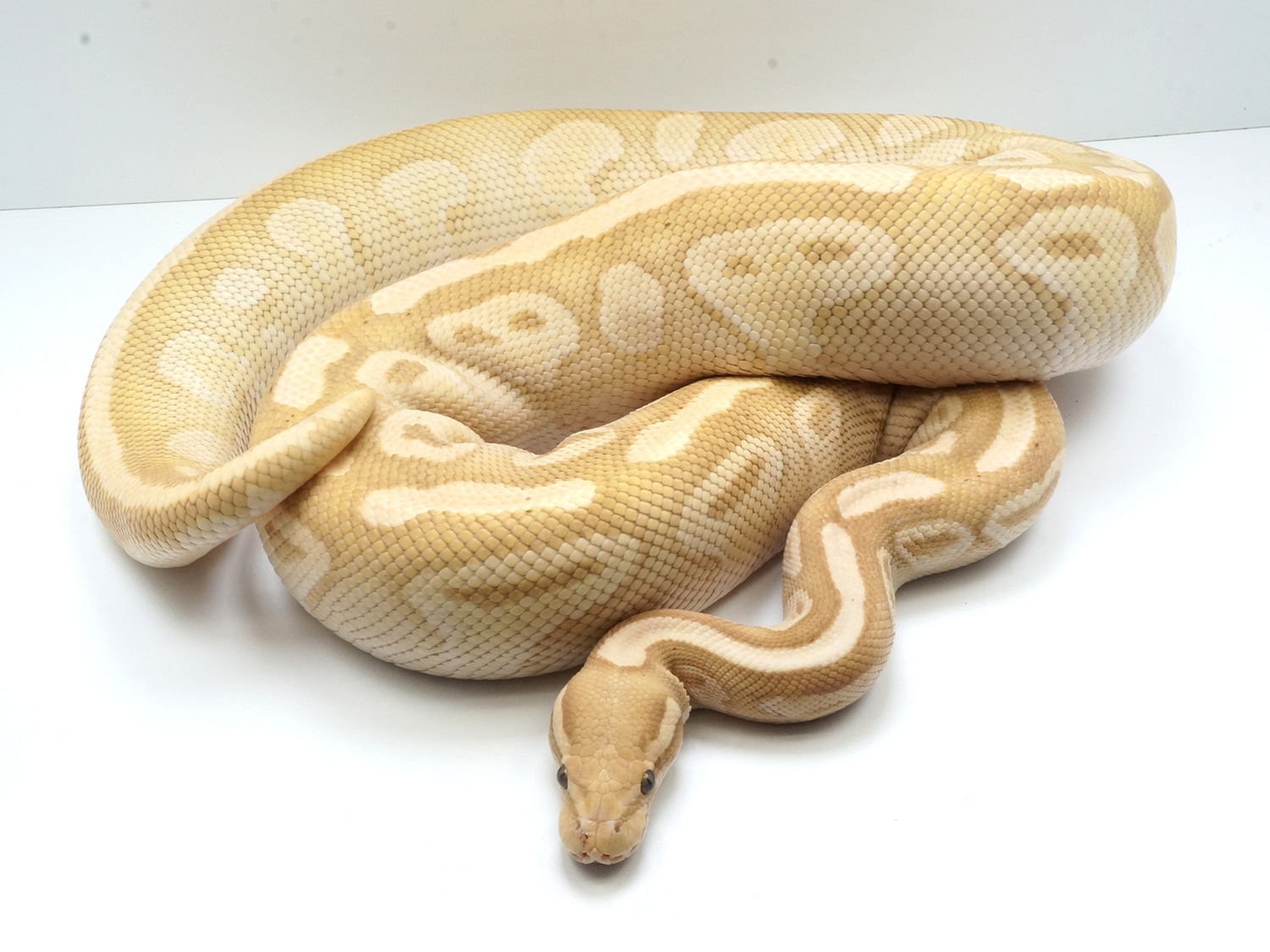 Coral Glow Mojave Odium Ball Python by New England Reptile Distributors ...