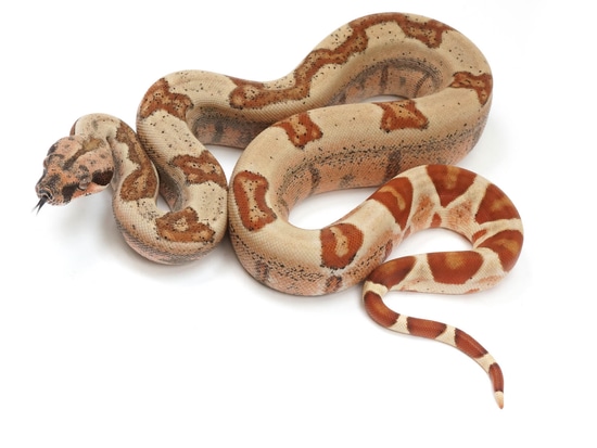 Hypo Jungle Het Khal Albino Boa Constrictor by NERD