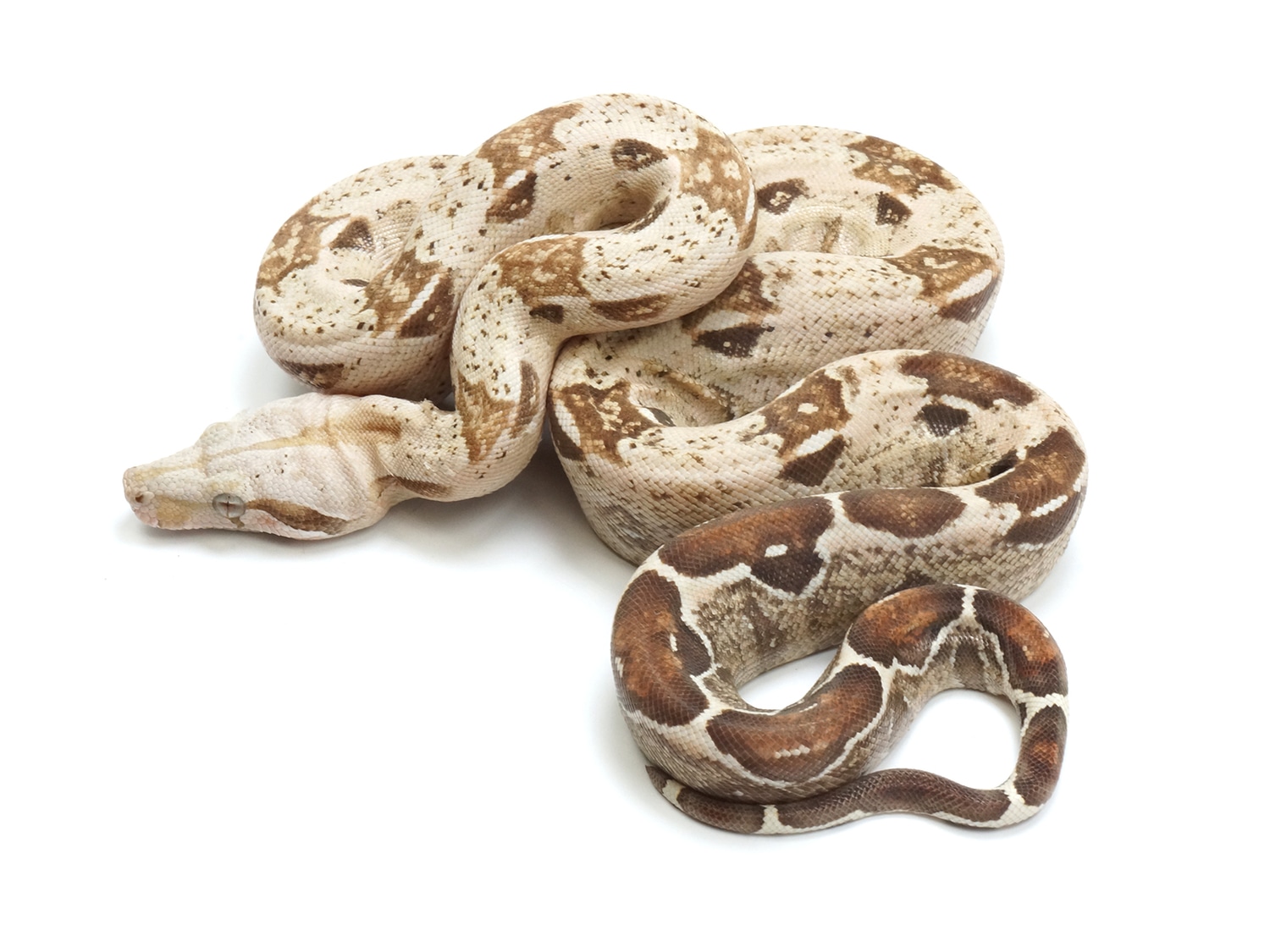VPI Het Snow Boa Constrictor by New England Reptile Distributors ...