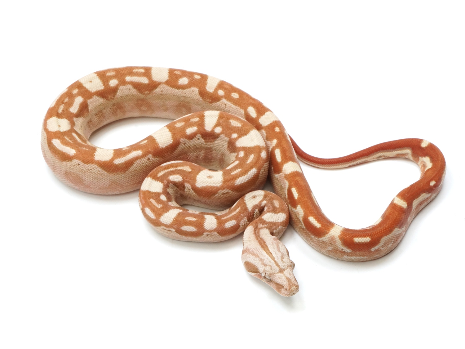 VPI Aztec Sunglow Boa Constrictor by New England Reptile Distributors ...