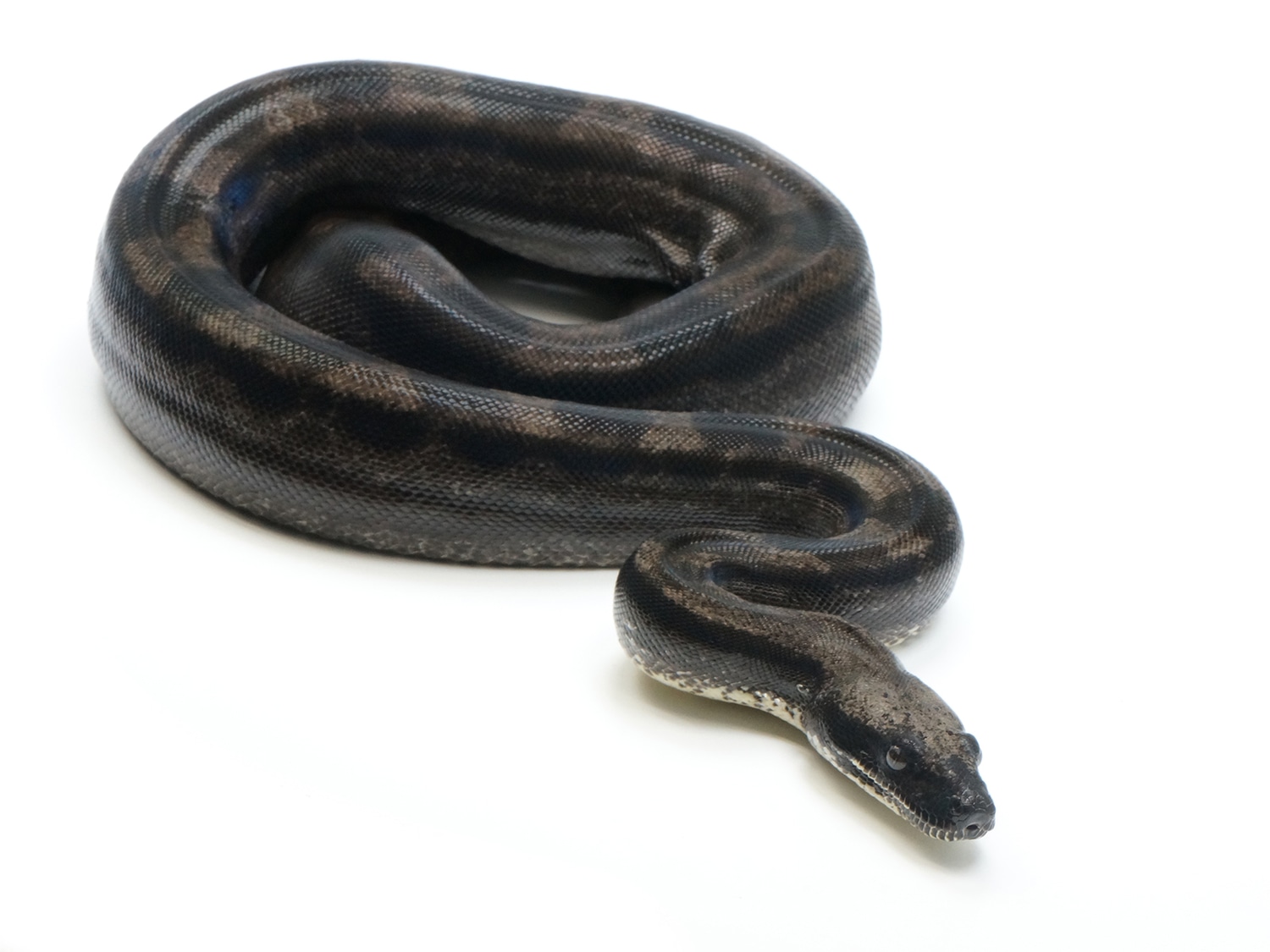 Fire Motley Anerythristic IMG Possible Het Albino Boa Constrictor by ...