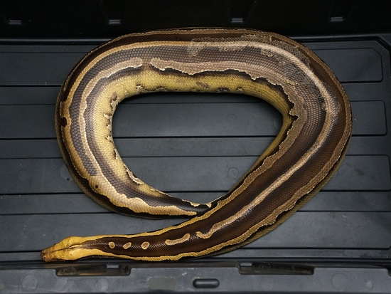 Striped Borneo Short Tail Python Borneo Short-Tailed Python by NERD
