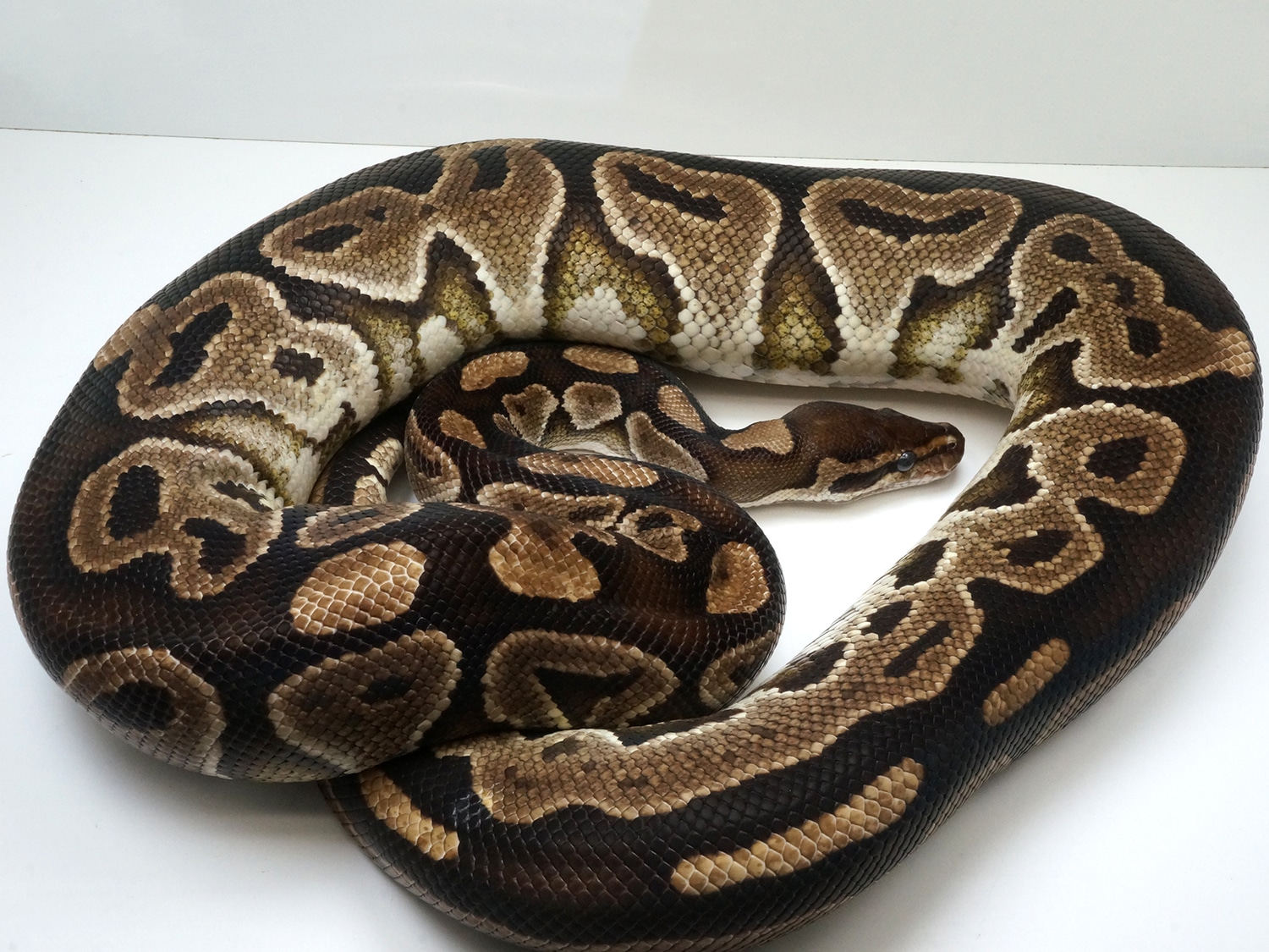 Mocha Cinnamon Ball Python by New England Reptile Distributors ...