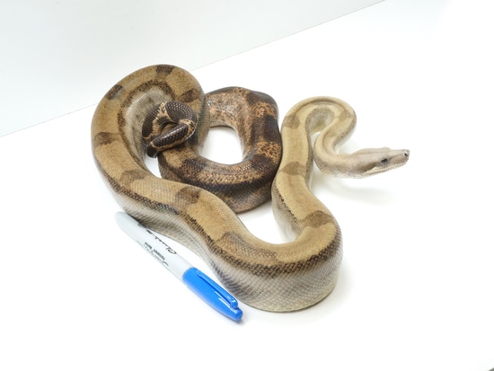 Motley Fire Boa Constrictor by New England Reptile Distributors
