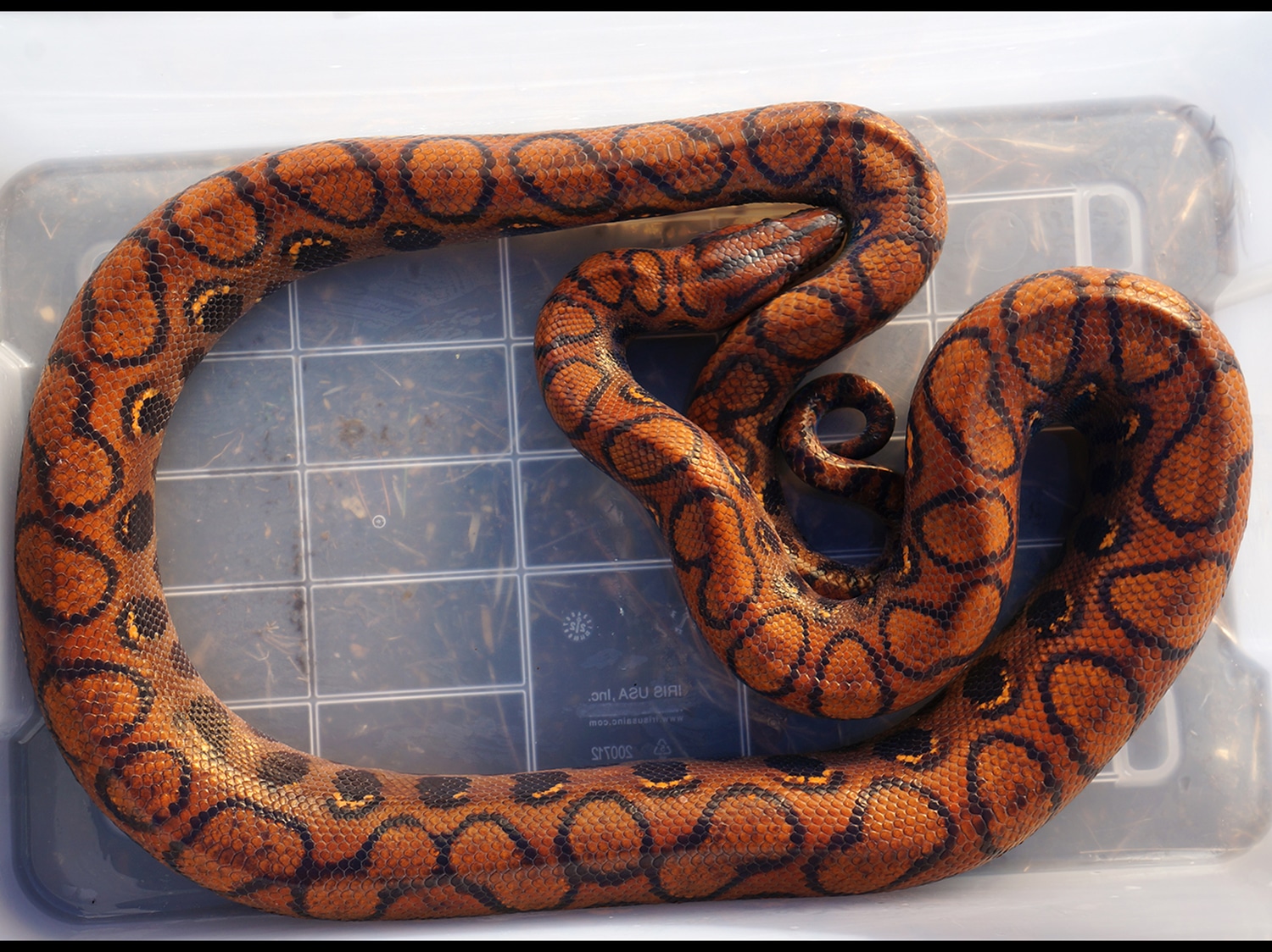 Long Term Captive Brazilian Rainbow Boa by New England Reptile ...