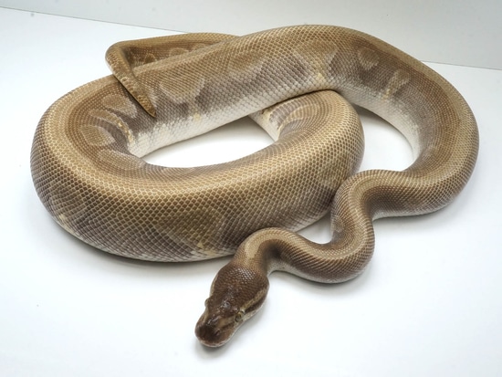 Hidden Gene Woma Enchi Mojave + Ball Python by NERD