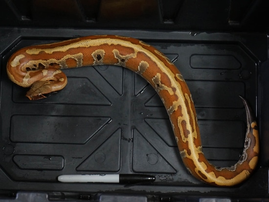 Bangka Blood Python by NERD