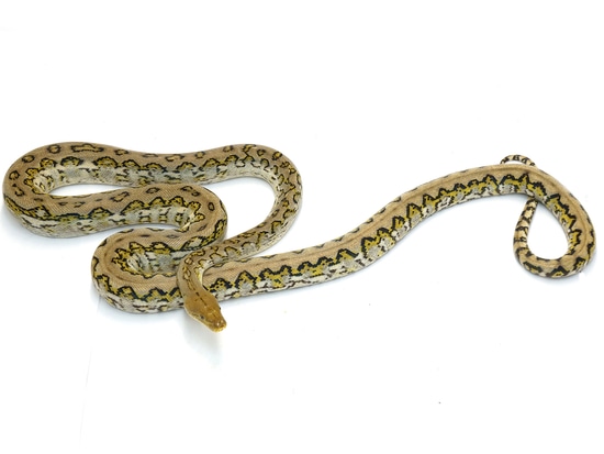 5ft+ Marble Jaguar Reticulated Python by NERD