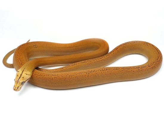 Golden Child Mochino Granite Back Reticulated Python by NERD