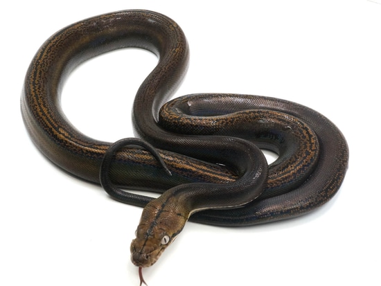 Golden Child Phantom Reticulated Python by NERD