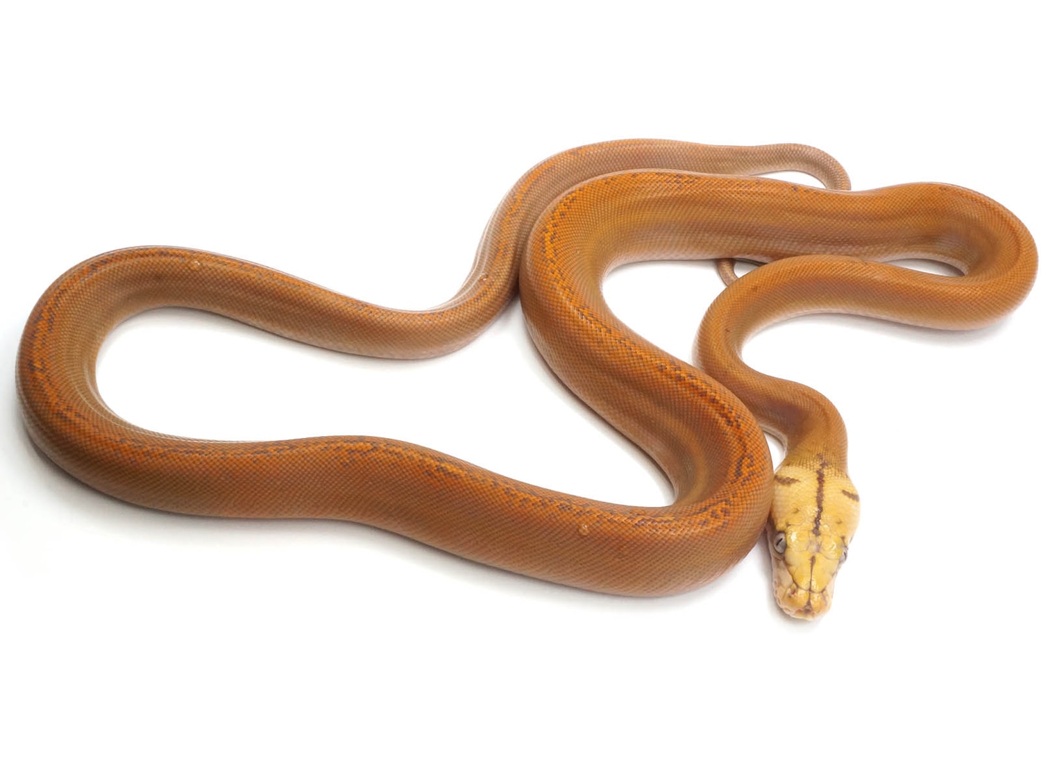 Golden Child Mochino Granite Back Reticulated Python by New England ...