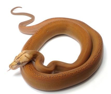 Super Phantom Possible Golden Child Possible Granite Back Reticulated ...