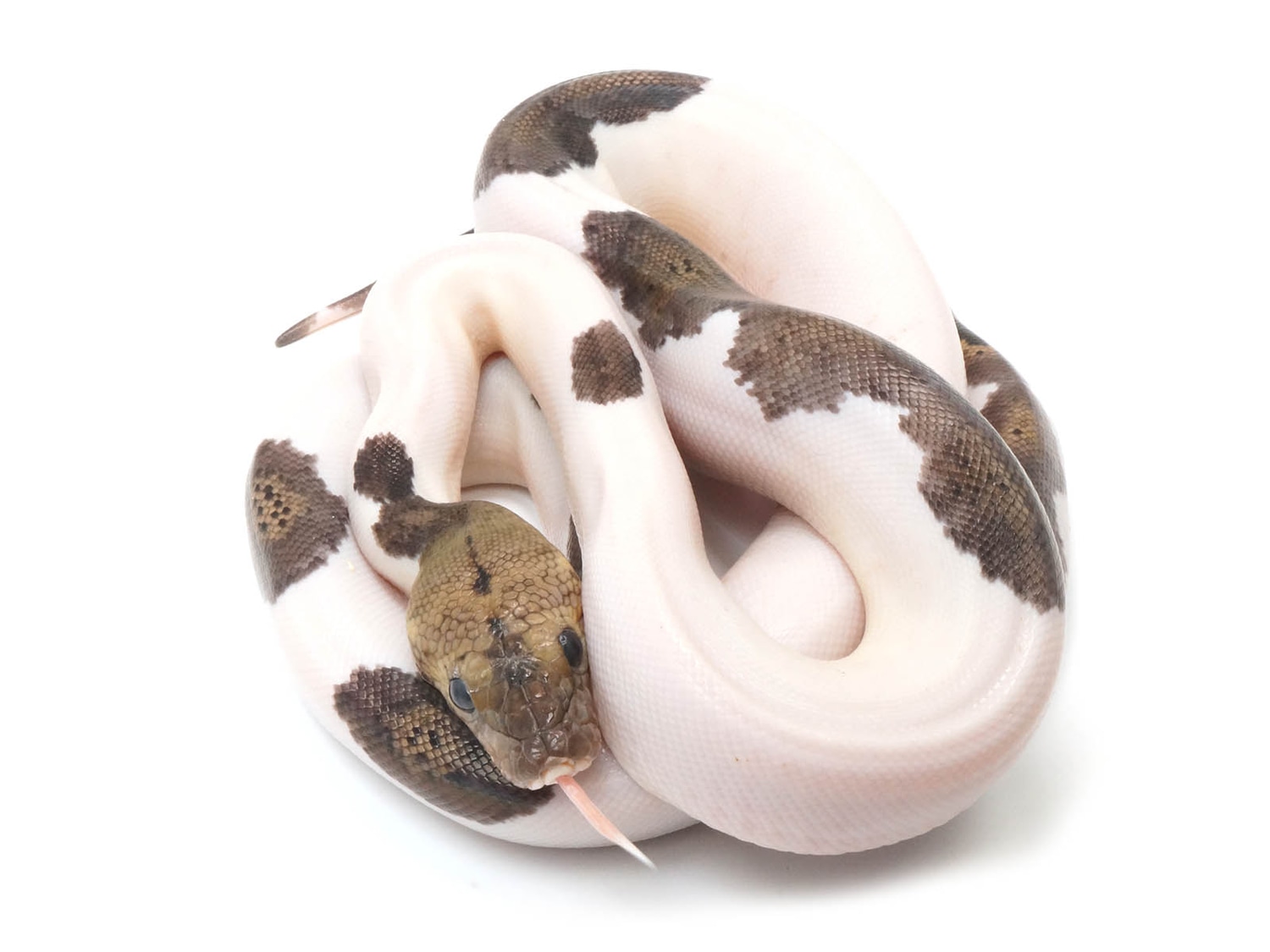 High White Pied Reticulated Python by New England Reptile Distributors ...
