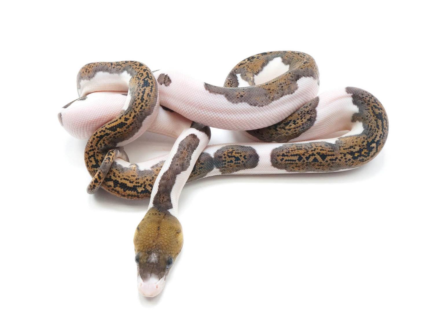 Black Edge Pied Reticulated Python by New England Reptile Distributors ...