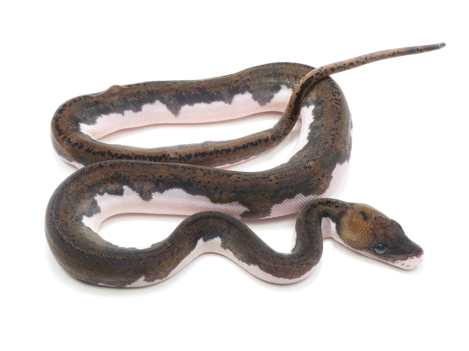 Black Edge Pied - Pet Only Reticulated Python by New England Reptile ...