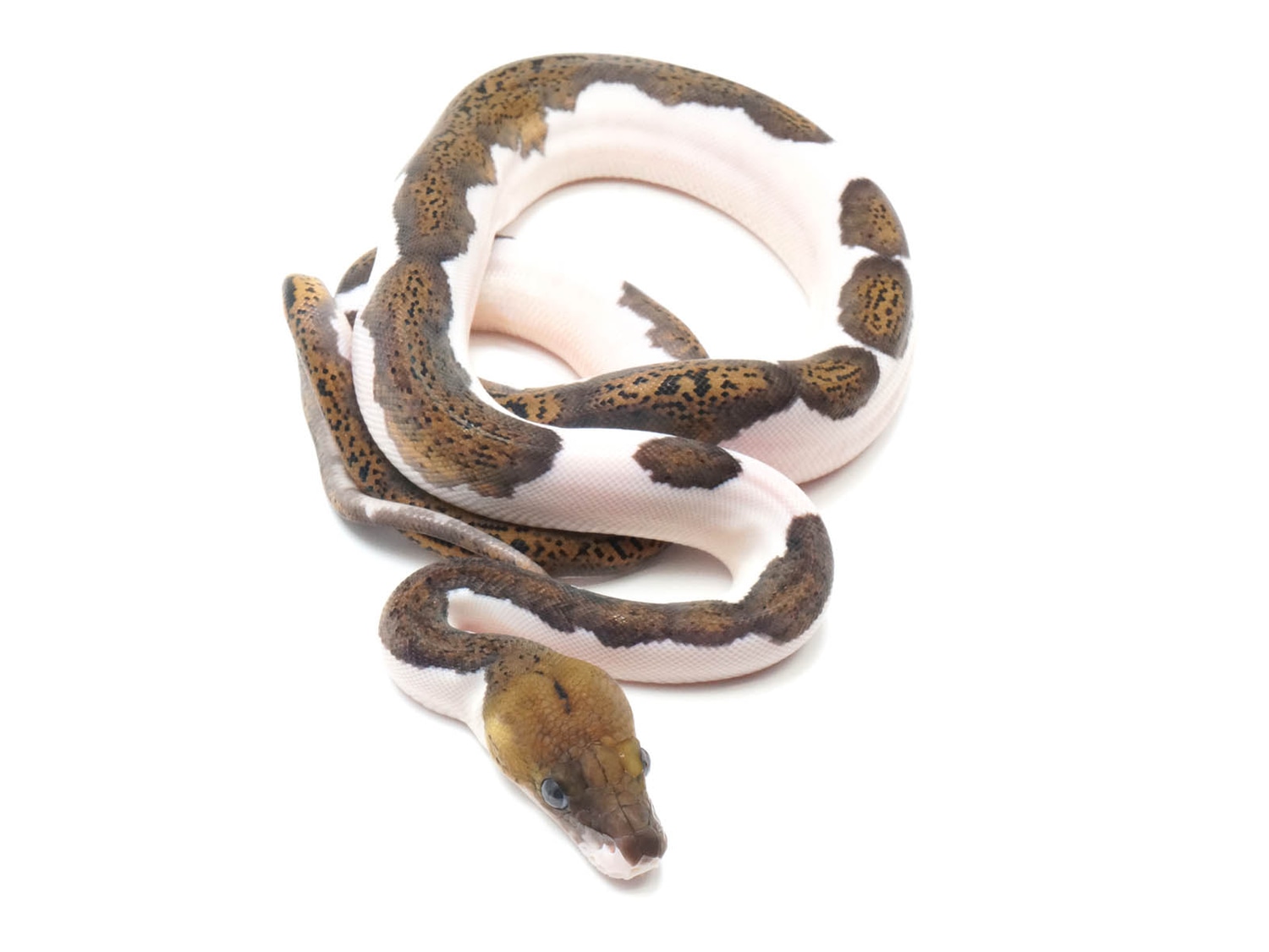 Black Edge Pied Reticulated Python by New England Reptile Distributors ...