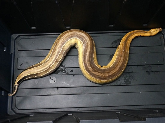 Striped Borneo Short-Tailed Python by NERD