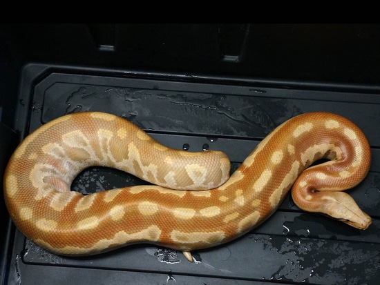 T+ Albino Blood Python by NERD