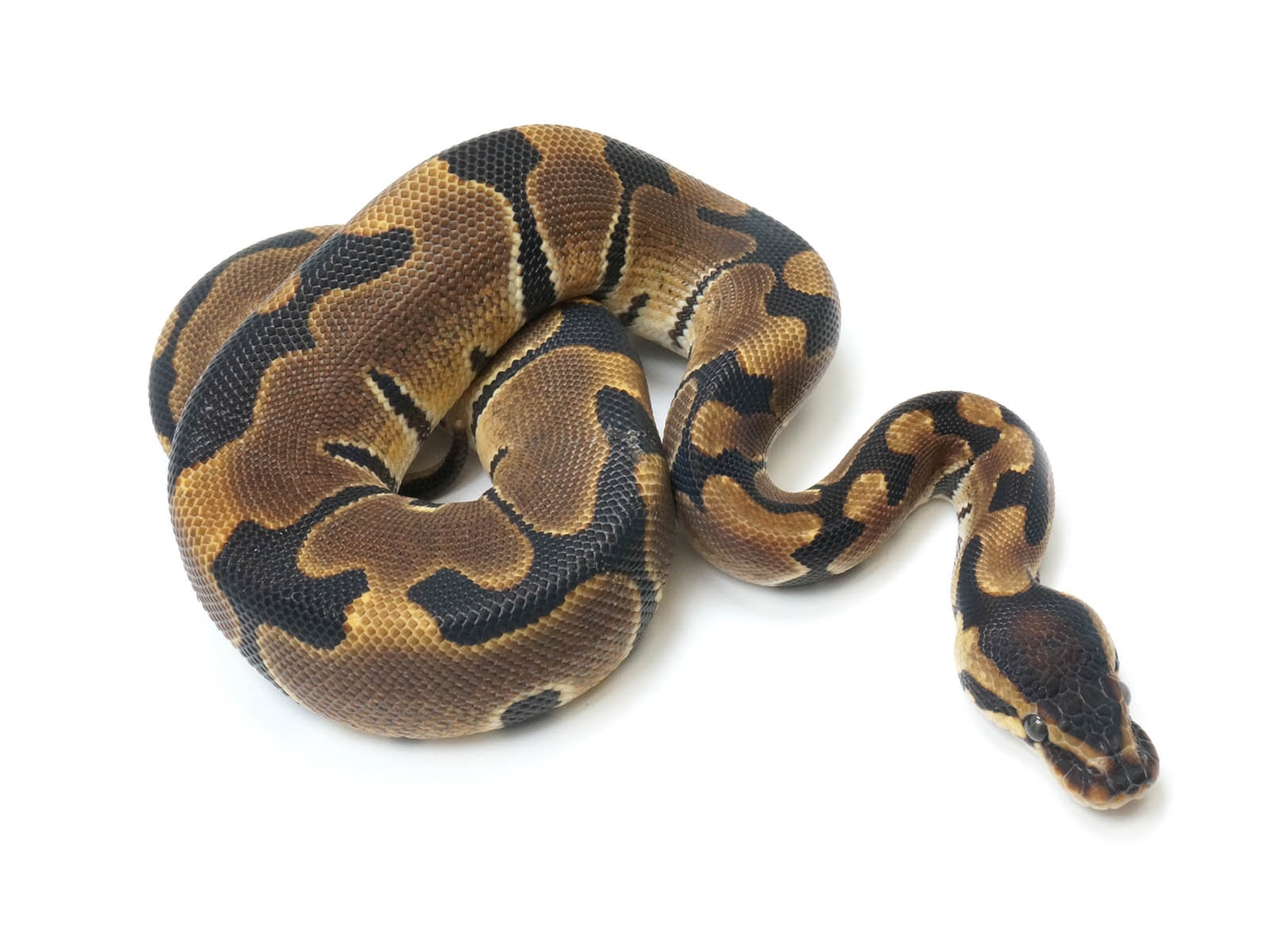 Het Cryptic Ball Python by New England Reptile Distributors - MorphMarket