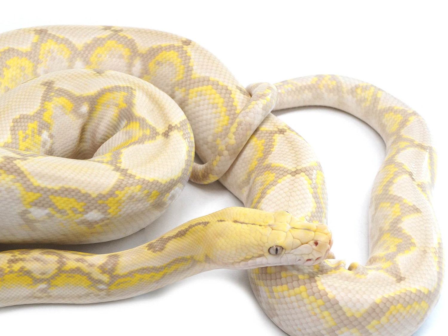 Albino Jampea Snow Reticulated Python by New England Reptile ...