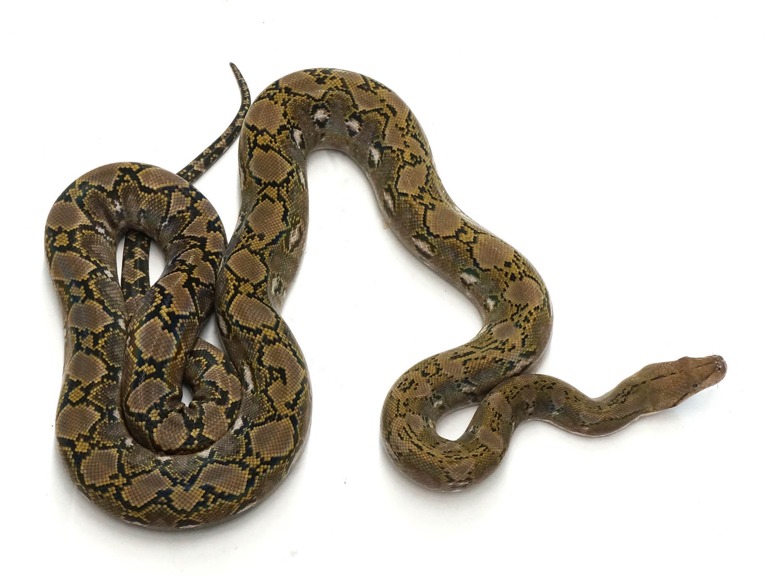 Jampea Het Snow Reticulated Python by New England Reptile Distributors ...