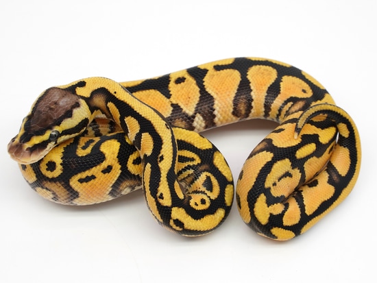 Bald Pastel Possible Yellowbelly/Specter Ball Python by New England ...