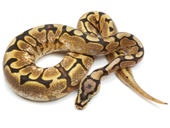 Spider Yellowbelly/Spector Fader Ball Python by New England Reptile ...