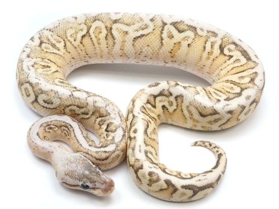 Super Inferno Fader Possible GHI Ball Python by NERD