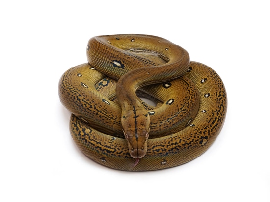 2021 Male Goldenchild Phantom Graniteback (Het Anthrax) Reticulated ...