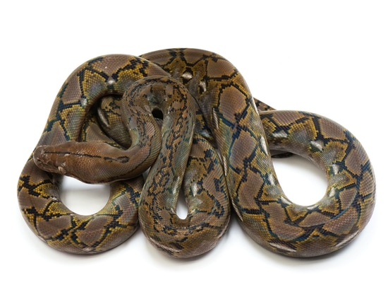 Jampea Het Snow Reticulated Python by New England Reptile Distributors