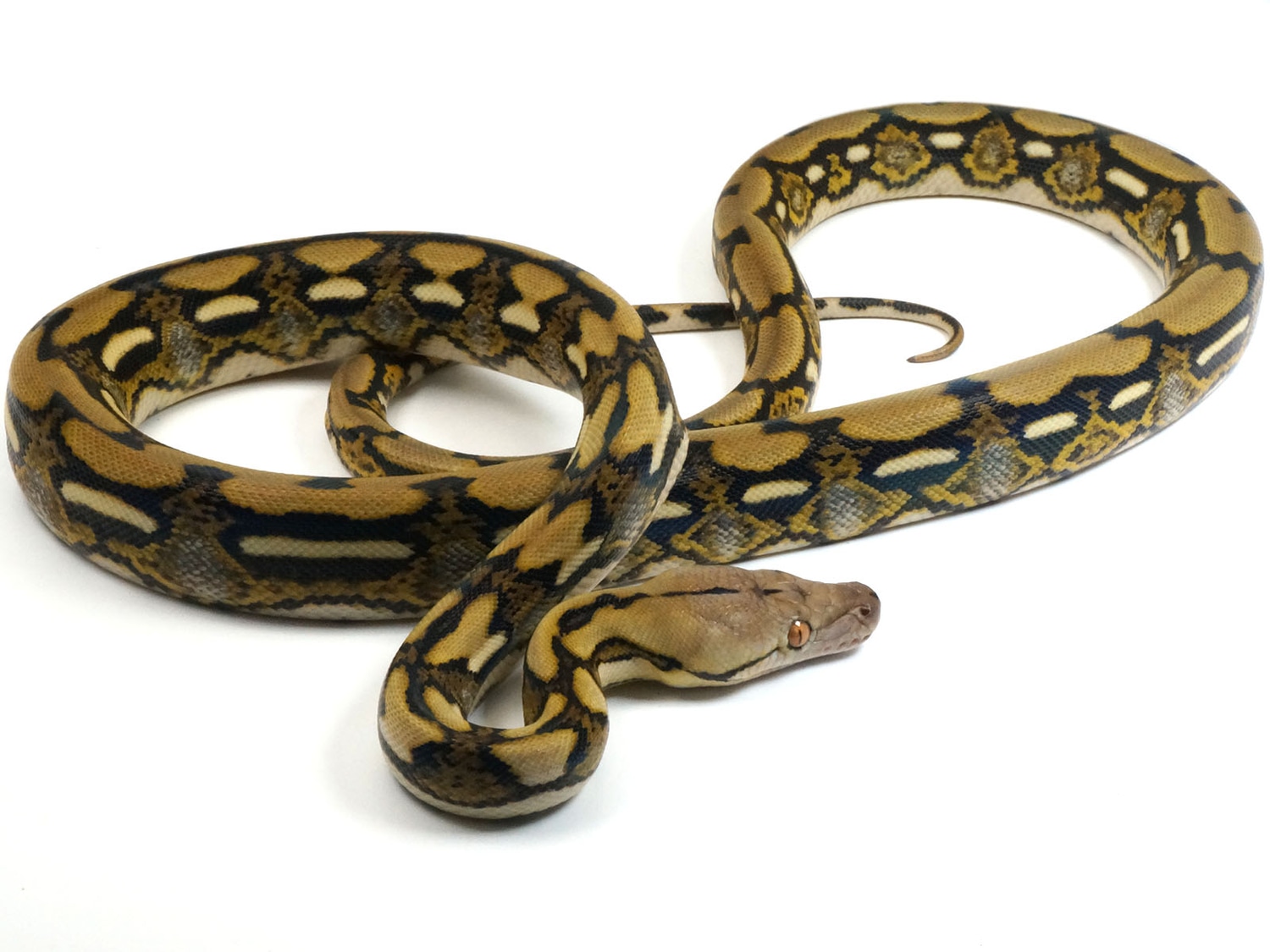 Tiger 100% Het Renick Ghost Reticulated Python by New England Reptile ...