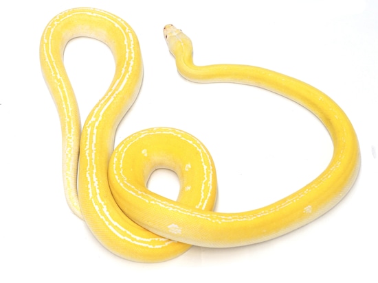 Albino Platinum Golden Child Granite Back Reticulated Python by NERD