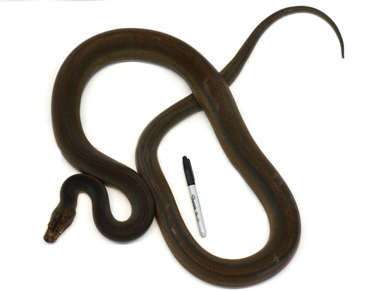 Golden Child Het Orange Ghost Stripe Reticulated Python by NERD