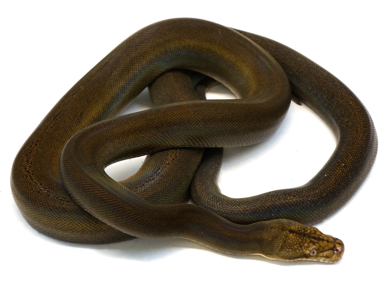 Golden Child Phantom Reticulated Python by New England Reptile ...