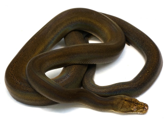 Golden Child Phantom Reticulated Python by NERD