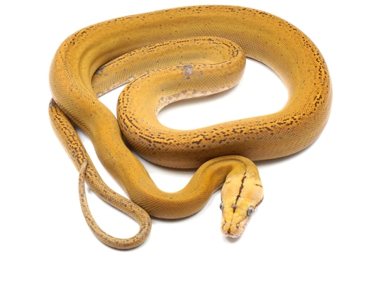 Golden Child Mochino Granite Back Reticulated Python by New England ...