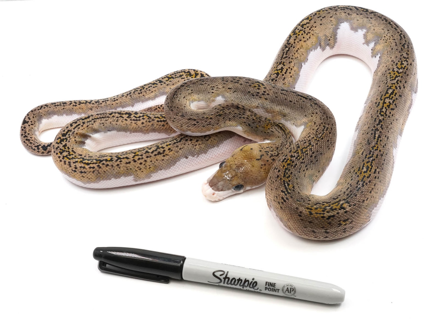 Piebald Possible Tiger Reticulated Python by New England Reptile ...