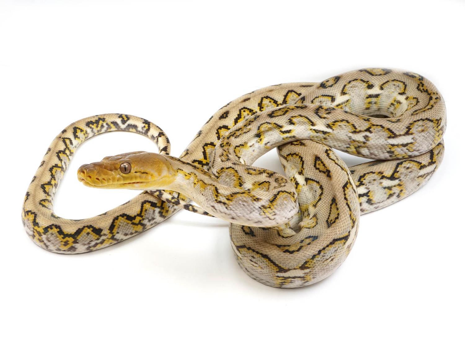 Jaguar Marble Phantom Reticulated Python by New England Reptile ...