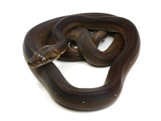 Golden Child Granite Back Golden Child Het Orange Ghost Stripe ...