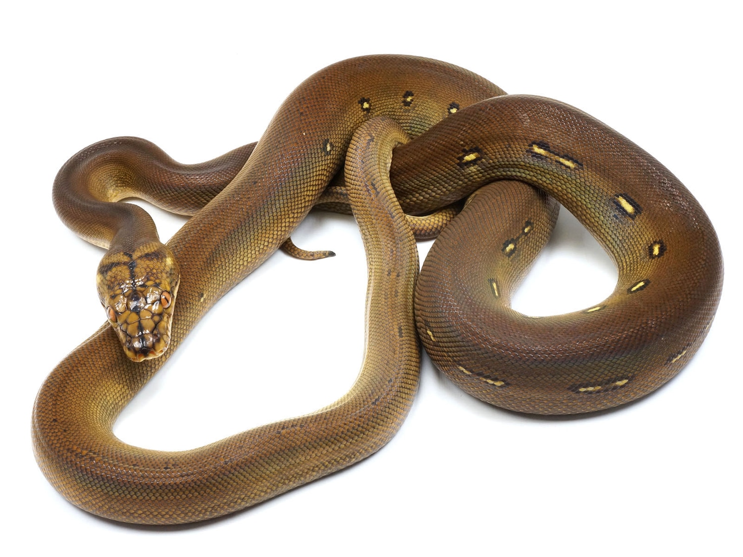 Golden Child Phantom Granite Back Reticulated Python by New England ...