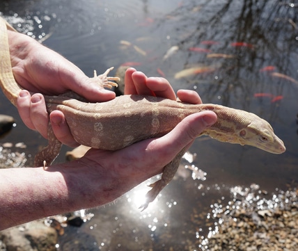 Socialized Coral Albino 29" Male 07 Water Monitor by New England ...