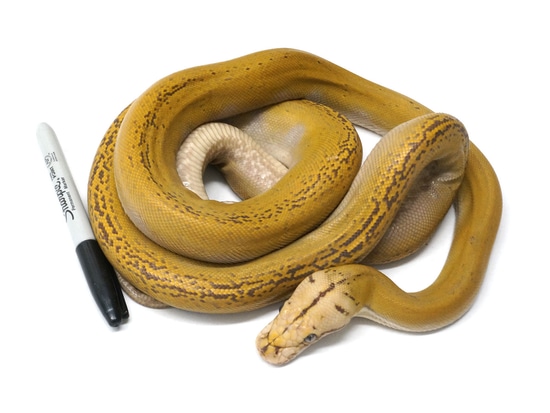 Golden Child Mochino Granite Back Reticulated Python by New England ...
