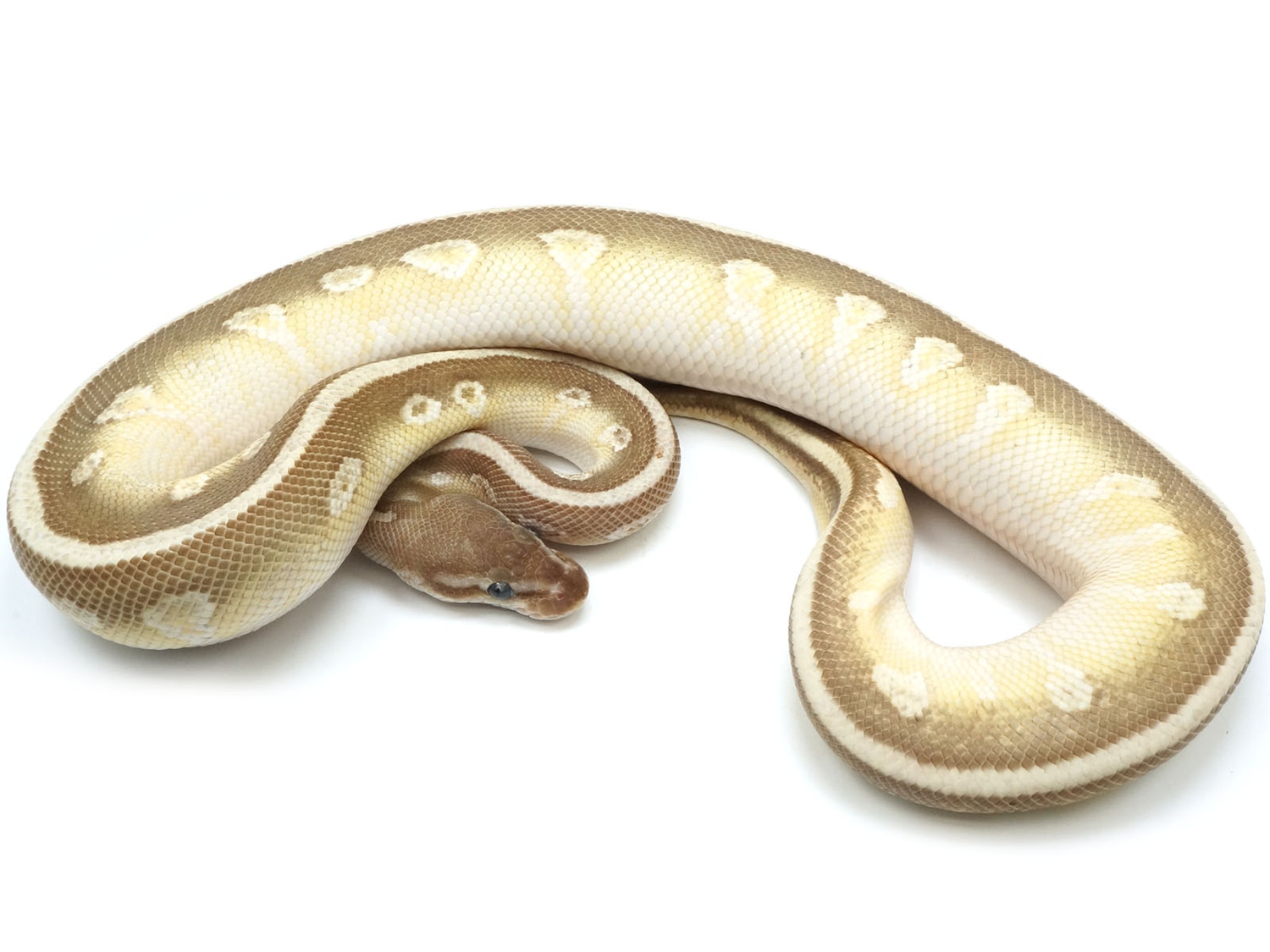 Soul Sucker Ball Python by New England Reptile Distributors - MorphMarket