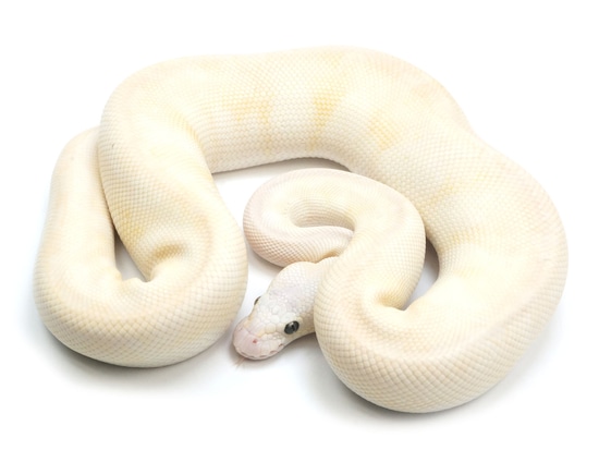 Super Specter Fire Ball Python by NERD