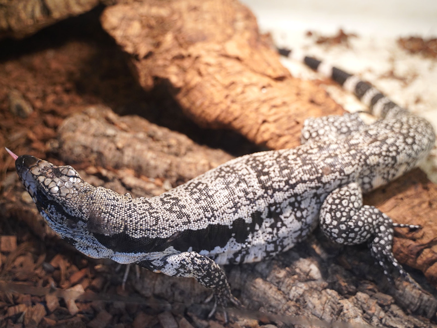 Chacoan White Headed Tegu Other Tegu by New England Reptile ...