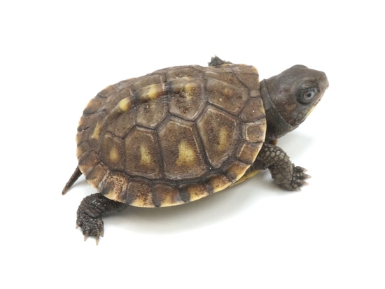 Gulf Coast Box Turtle by NERD
